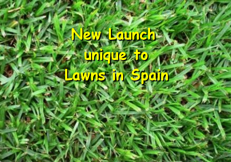 Types of Lawn Grasses 🟩 - Lawns in Spain